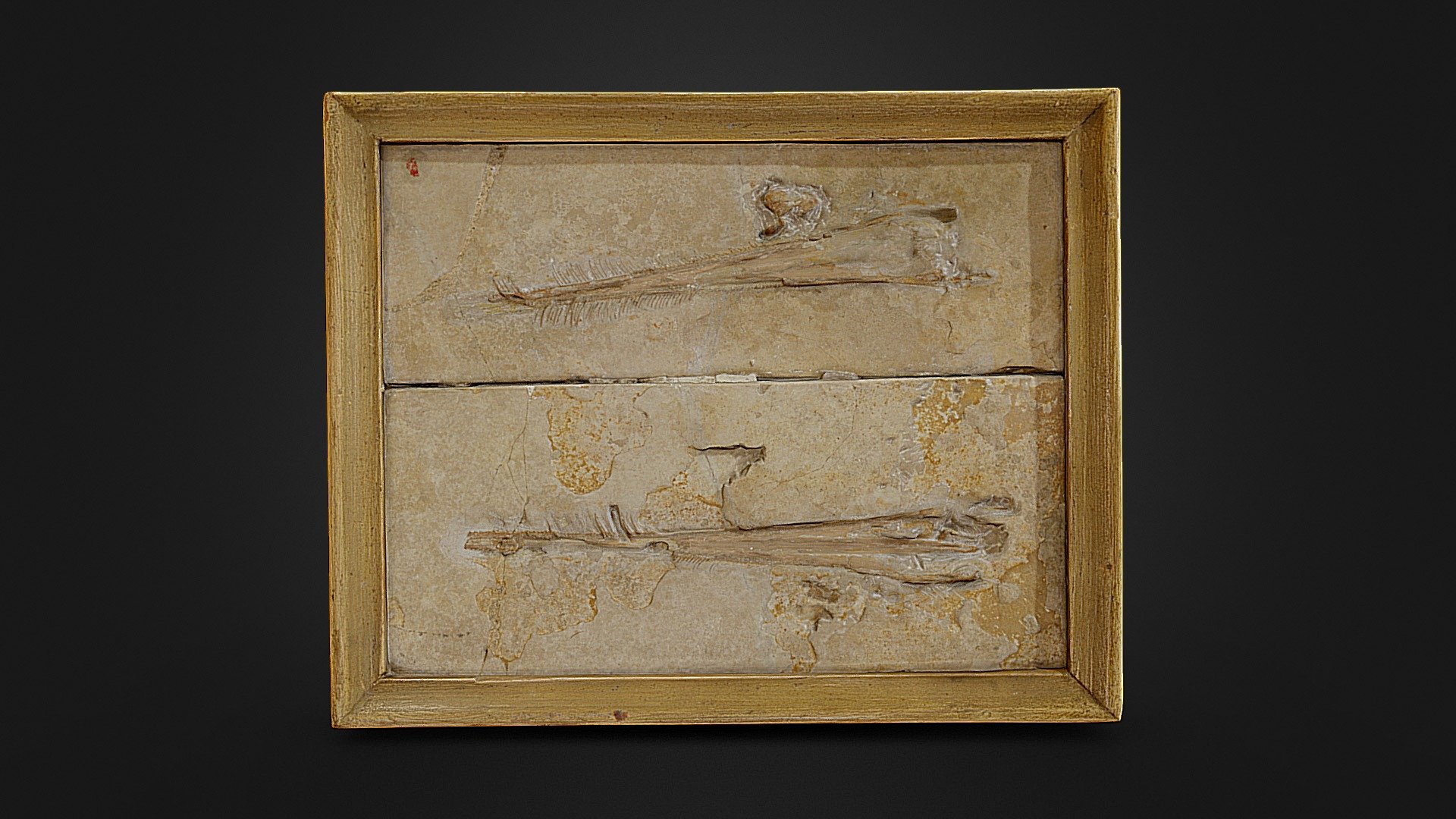 AS_VI_30 Ctenochasma elegans - 3D model by SNSB-BSPG Pterosaur ...