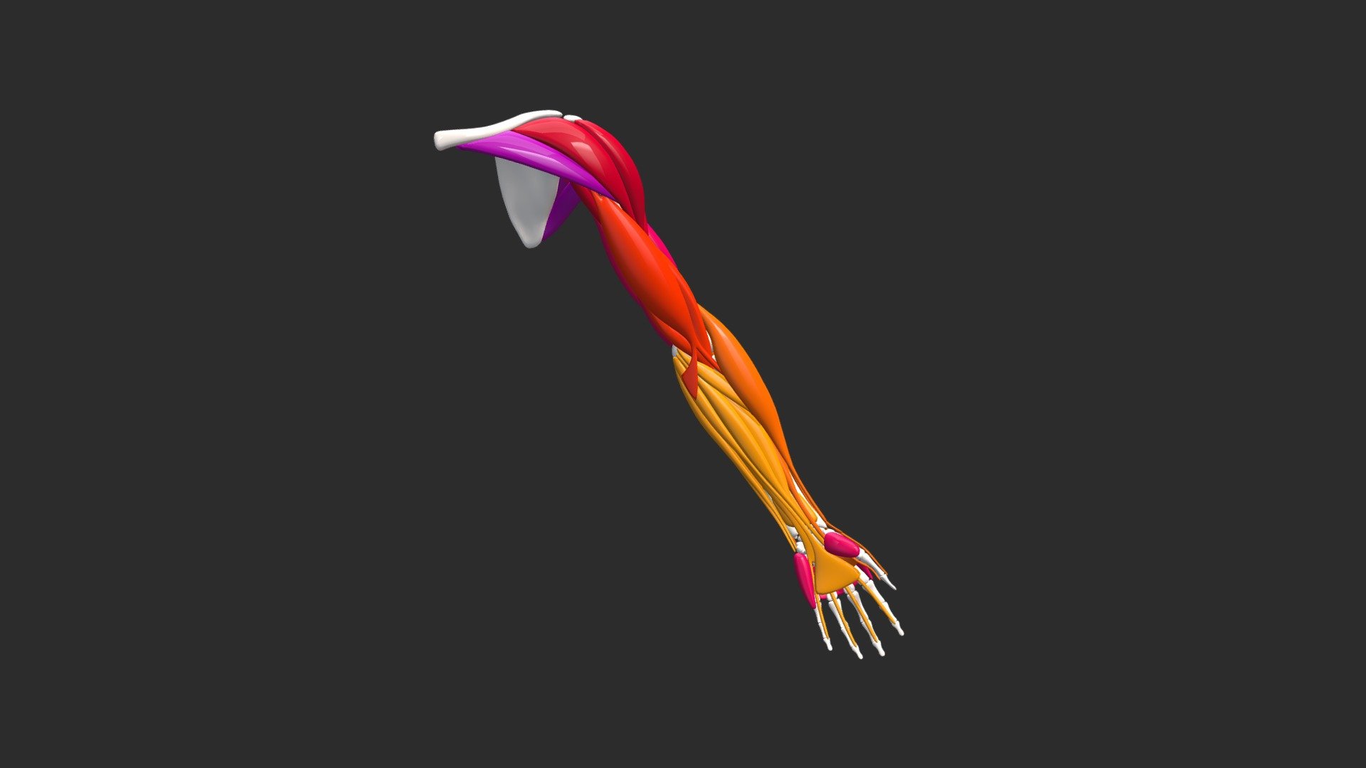 Arm - 3D model by raluxia [c4595e6] - Sketchfab