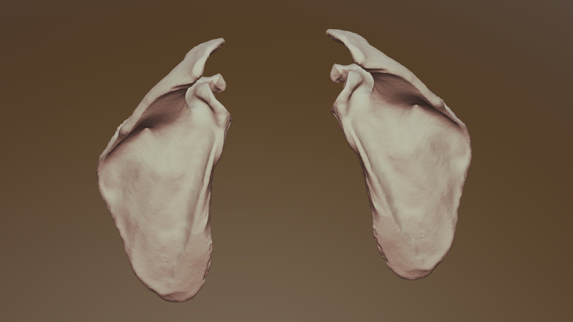 Human Scapula - Mirrored - 3D model by OU Libraries (@libedge) [c45de5c ...