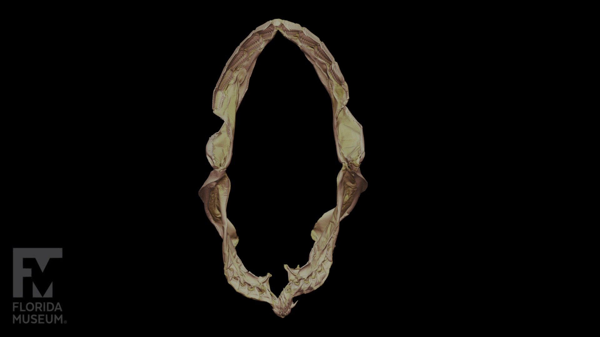 Atlantic sixgill shark - 3D model by FloridaMuseum [c460b11] - Sketchfab