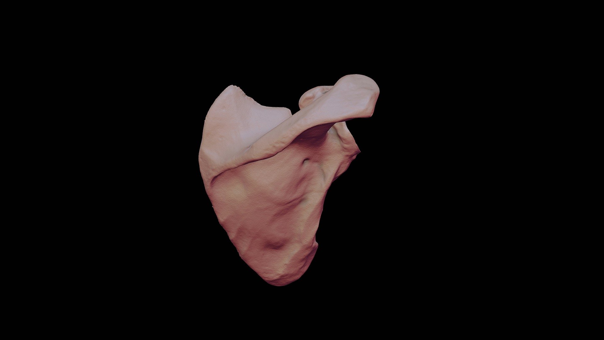 scapula - 3D model by tkanan [c4648b8] - Sketchfab