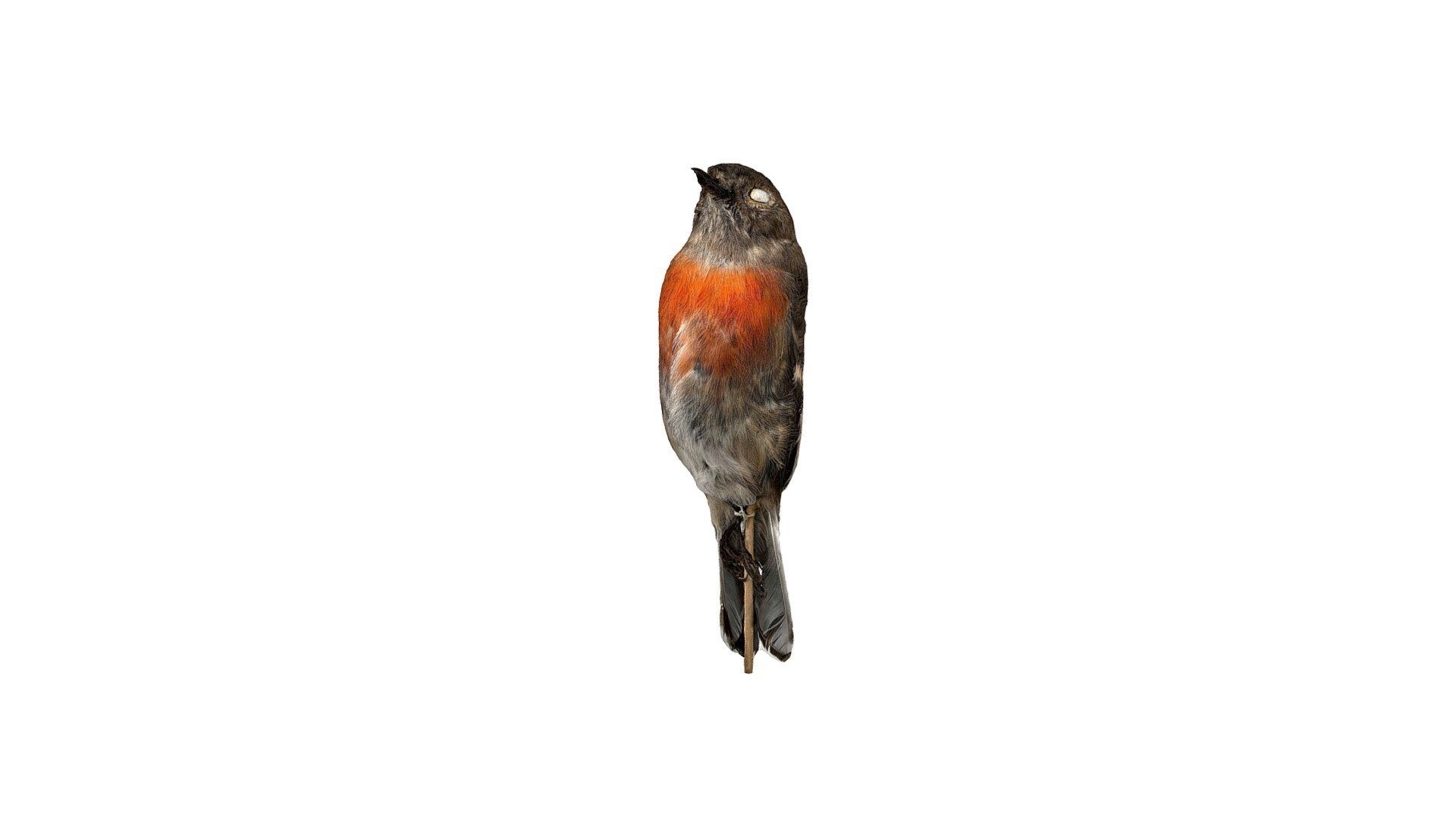 Study Skin - scarlet robin. female ♀ - 3D model by Queen Victoria ...