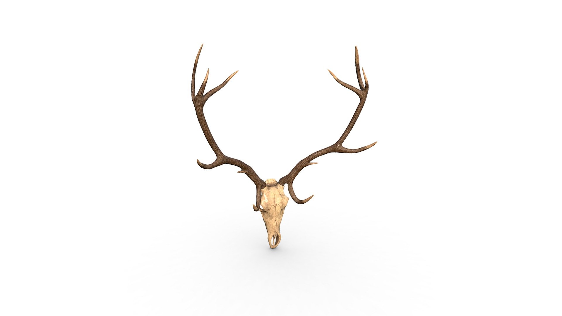 Antlers - 3D model by wojciechmiedziocha [c47599b] - Sketchfab
