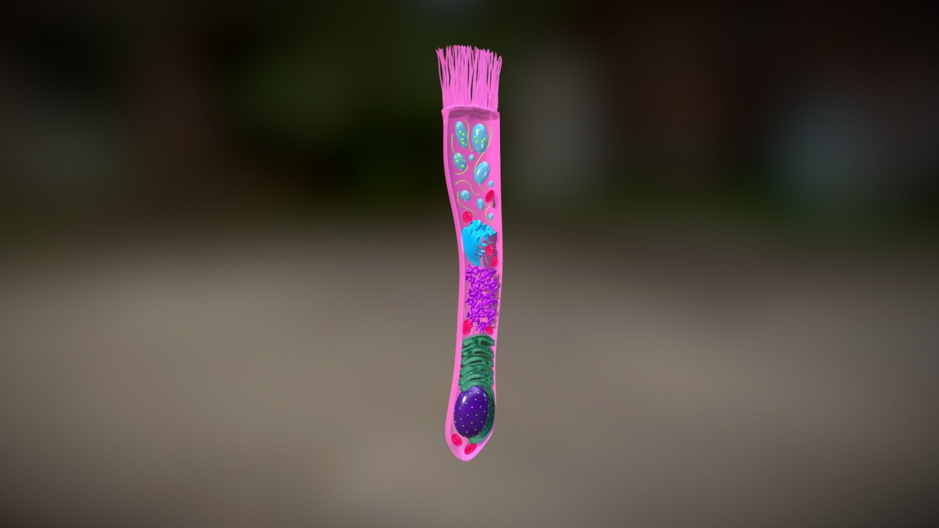 Epithelial cell of human trachea - 3D model by Allie Buck ...