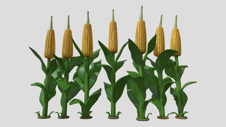 Corn 3D models - Sketchfab