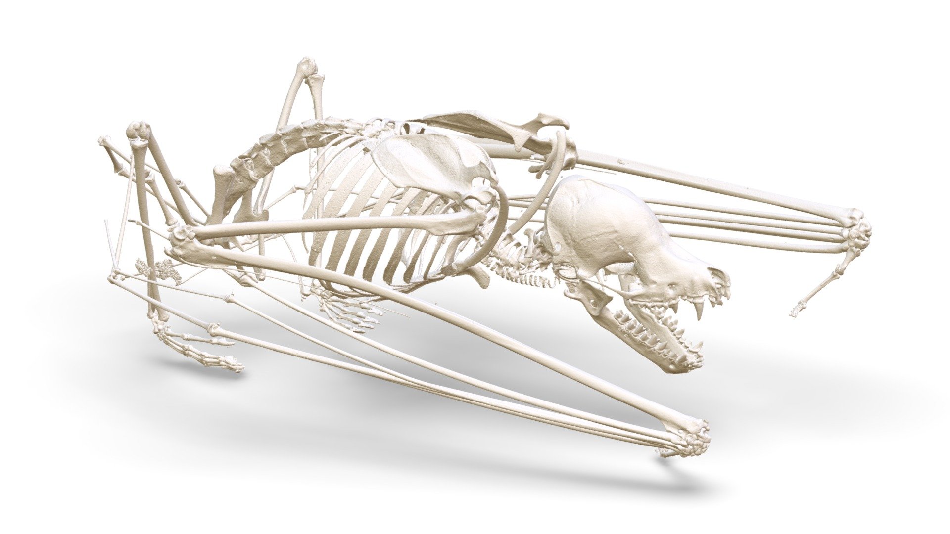 Myotis sp. (MSB:Mamm:262221) - 3D model by Biodiversity [c481f4f ...