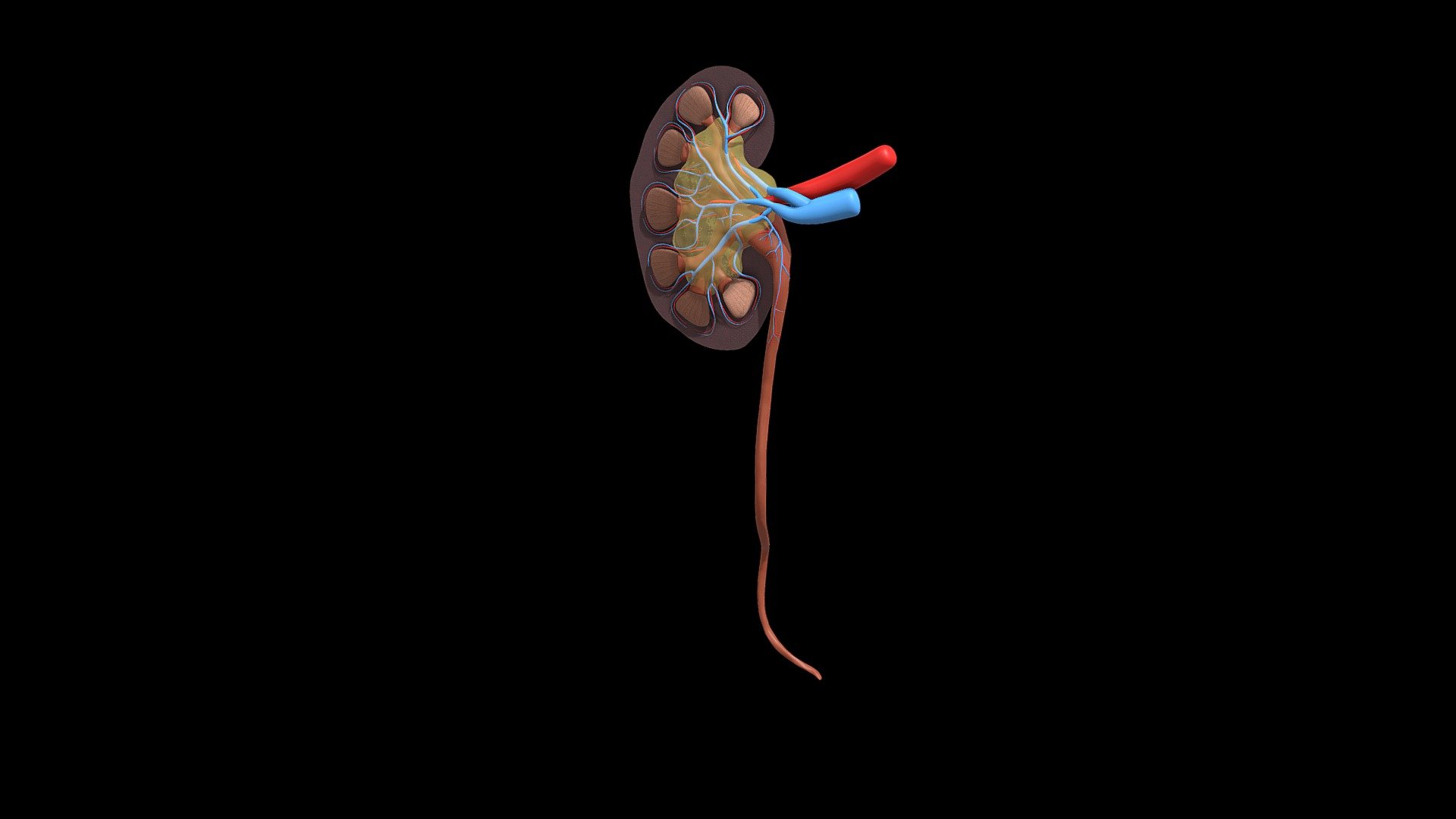 Anatomy of the Human Kidney (+labels) - 3D model by Friso Jansen ...