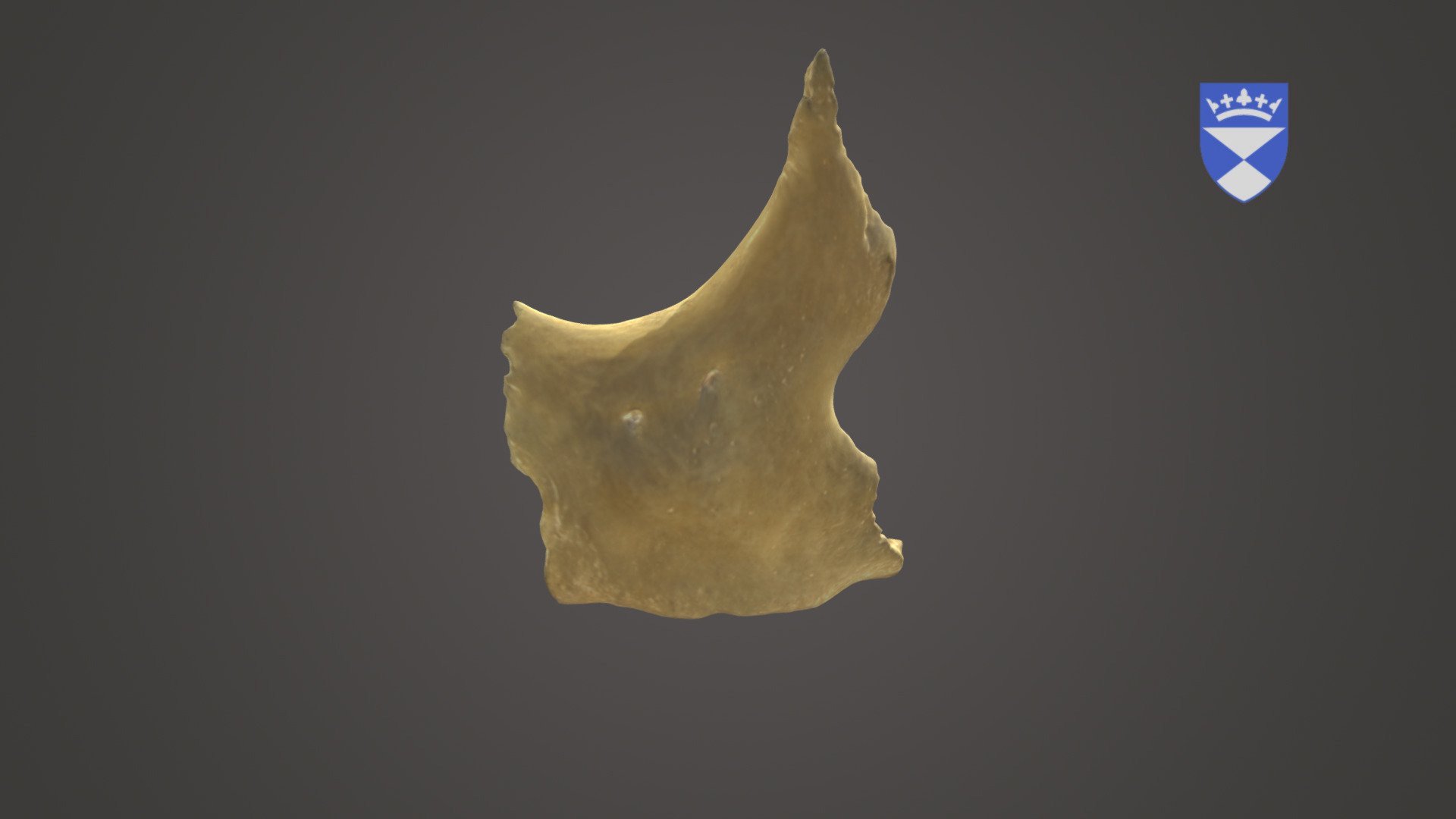 Zygomatic - 3D model by University of Dundee, CAHID (@anatomy_dundee ...