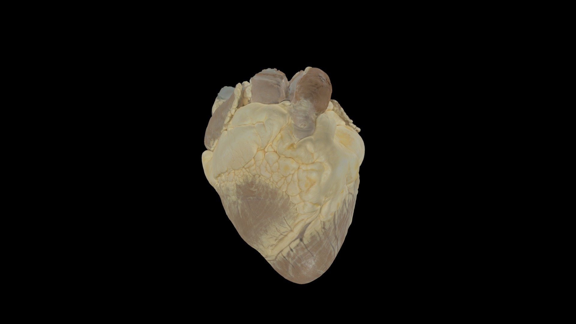 Whole Cow Heart Fixed - Download Free 3D model by VisibleHeartLabs ...