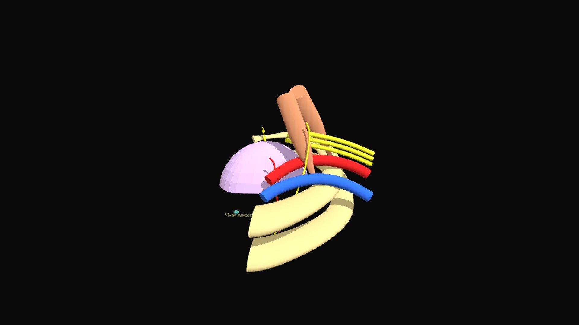 Apex of lung - 3D model by VivekAnatomy [c4a05b1] - Sketchfab