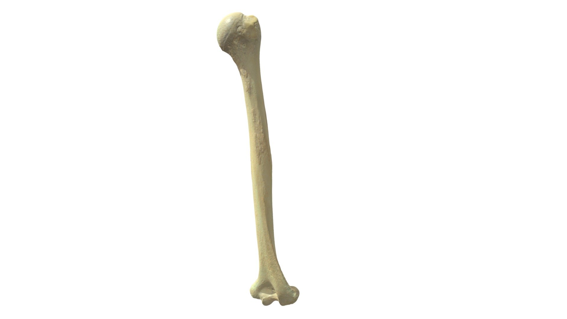 Humerus R - 3D model by Universiteit Antwerpen (@marjanmaldoy) [c4a5911 ...
