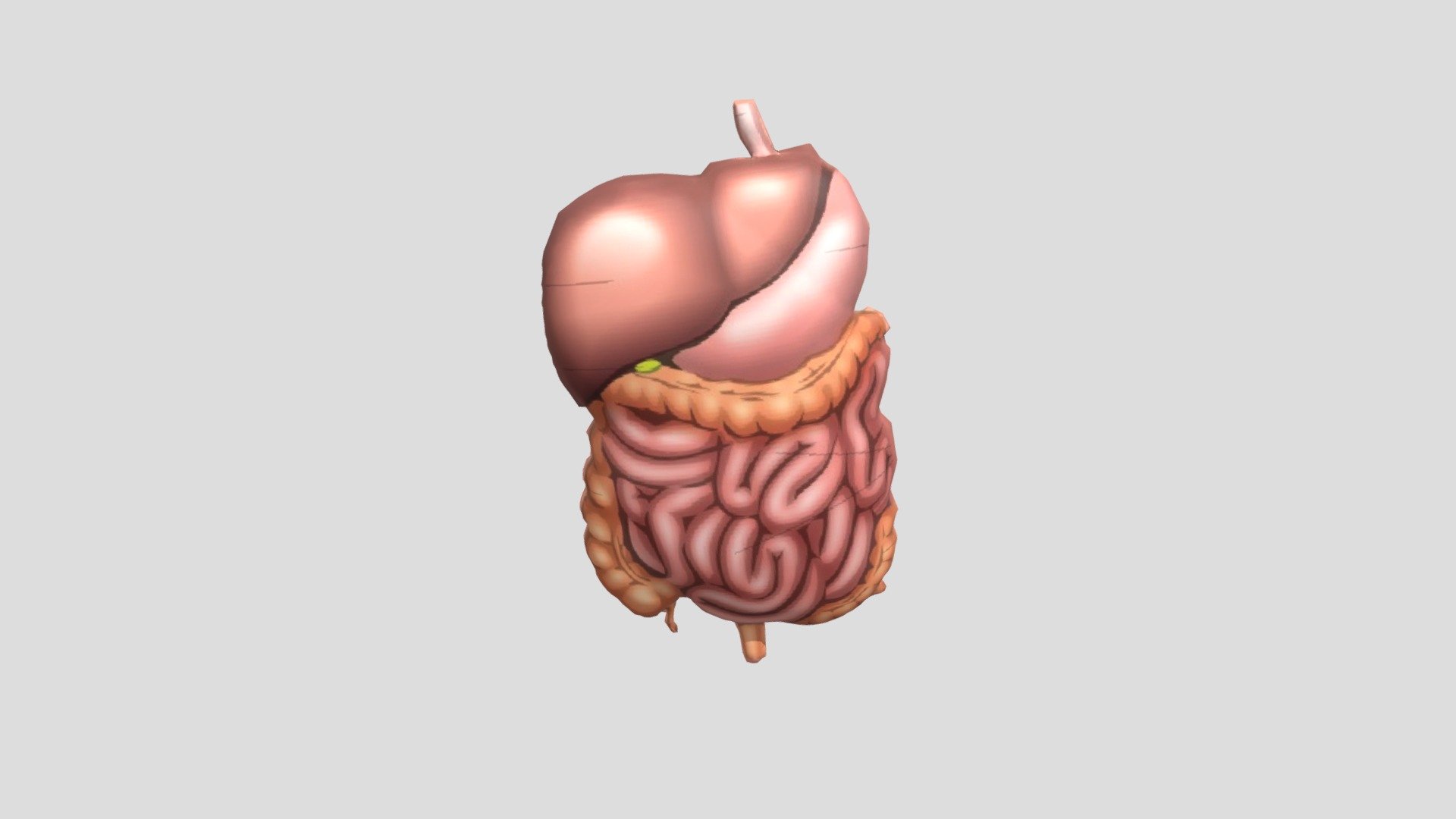 Model - 3D - Isi Perut - 3D model by indraaja [c4a6c90] - Sketchfab