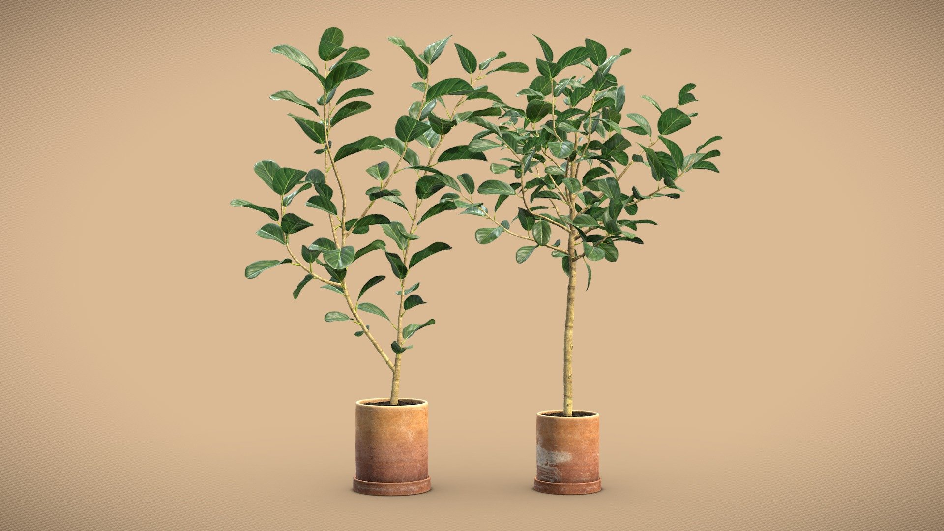 Ficus Audrey Benghalensis 02 - Buy Royalty Free 3D model by AllQuad ...