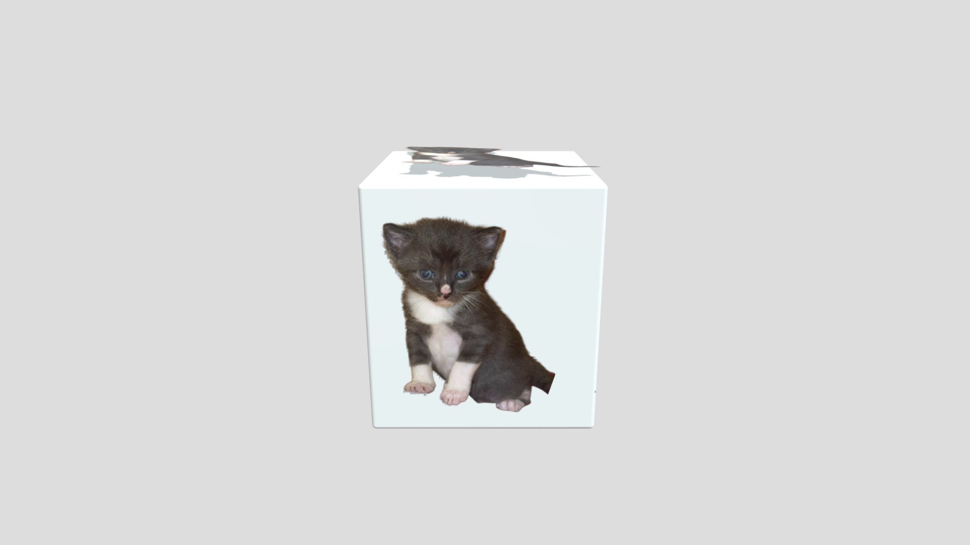 Kitten cube - 3D model by cats998433 [c4af6dc] - Sketchfab