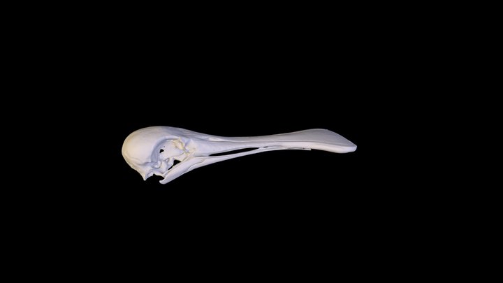 Spoonbill 3D models - Sketchfab