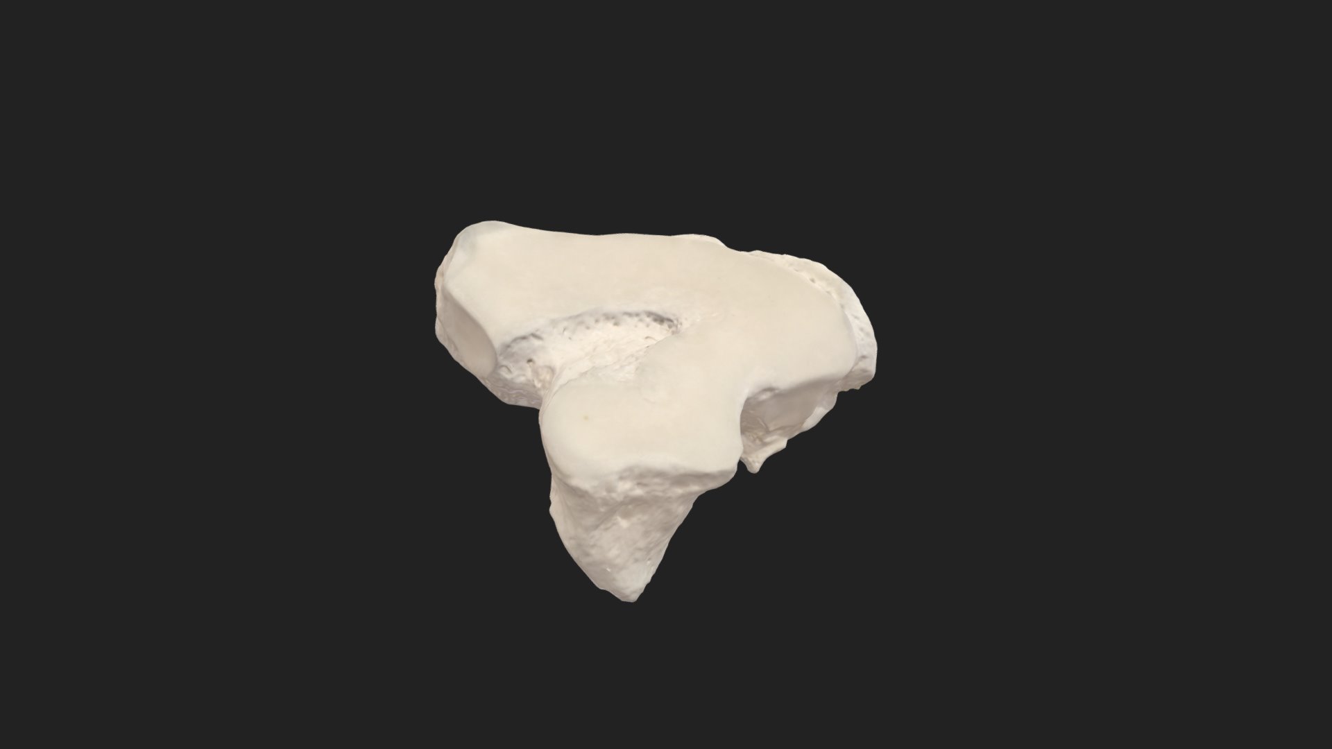 3rd tarsal bone (os tarsale tertium) pony - Download Free 3D model by ...