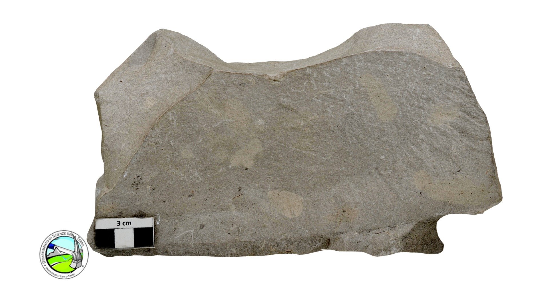 Marna calcarea - 3D model by Dipartimento di Scienze della Terra ...