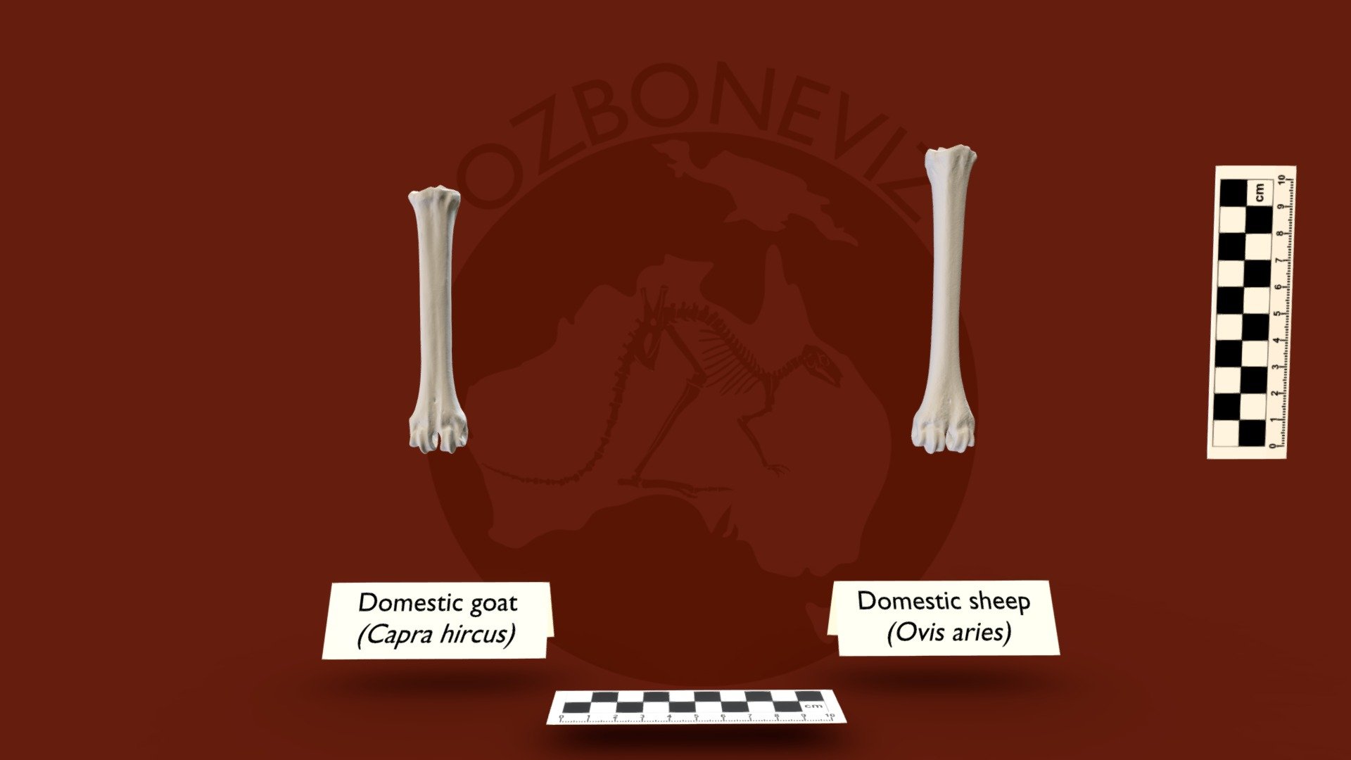 Sheep and goat metatarsals - 3D model by Ozboneviz [c4c477b] - Sketchfab