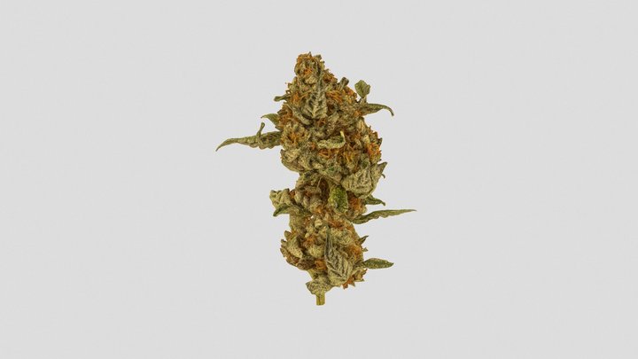 Marijuana-flower 3D models - Sketchfab