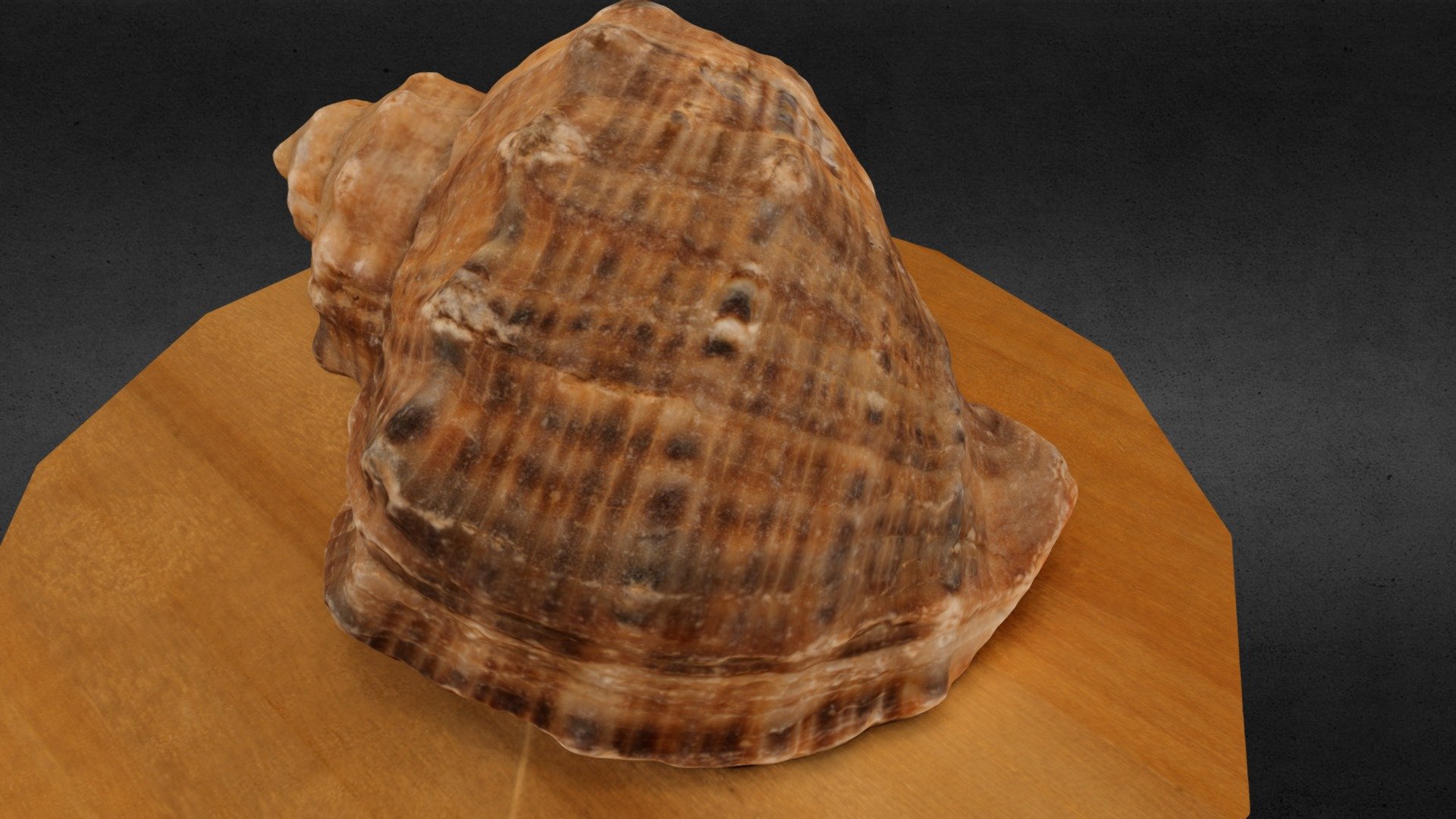 Real seashell model - Download Free 3D model by BIM GIS Concept ...