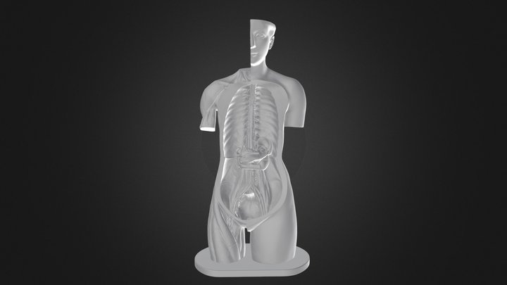 Human_body 3D models - Sketchfab