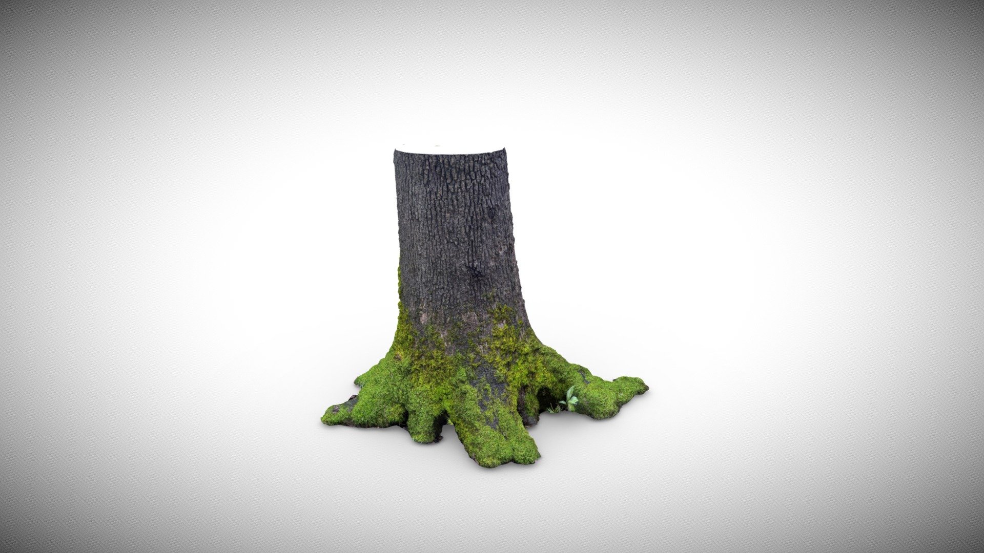 Tree Trunk - Download Free 3D model by sage.freeman (@sagefreeman ...