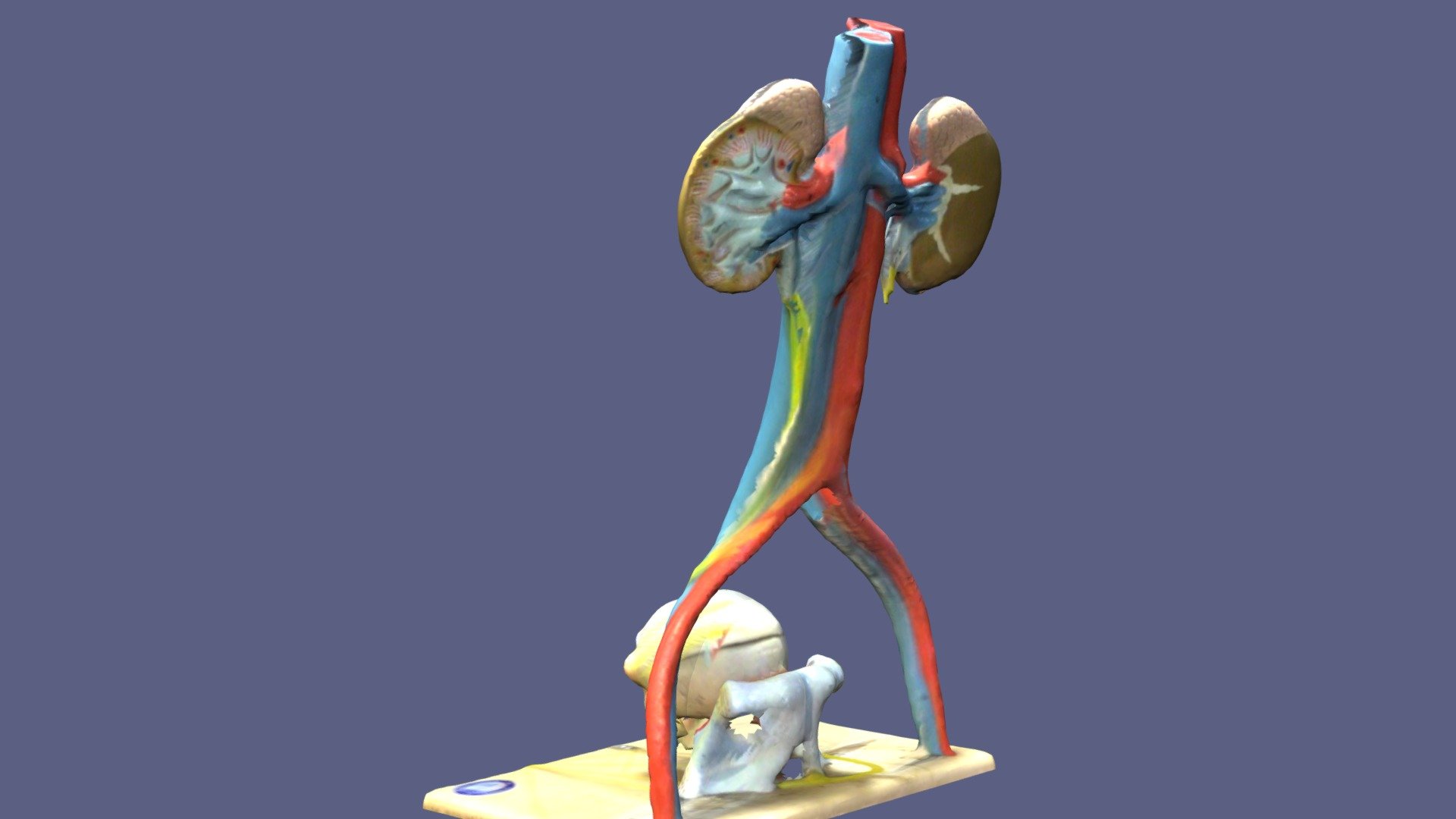Kidney Function - 3D model by eLearning@Preston's College (@fmchale ...