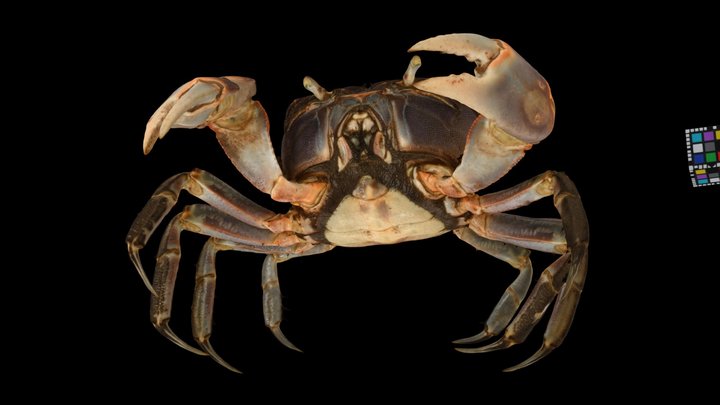 Crab 3D models - Sketchfab