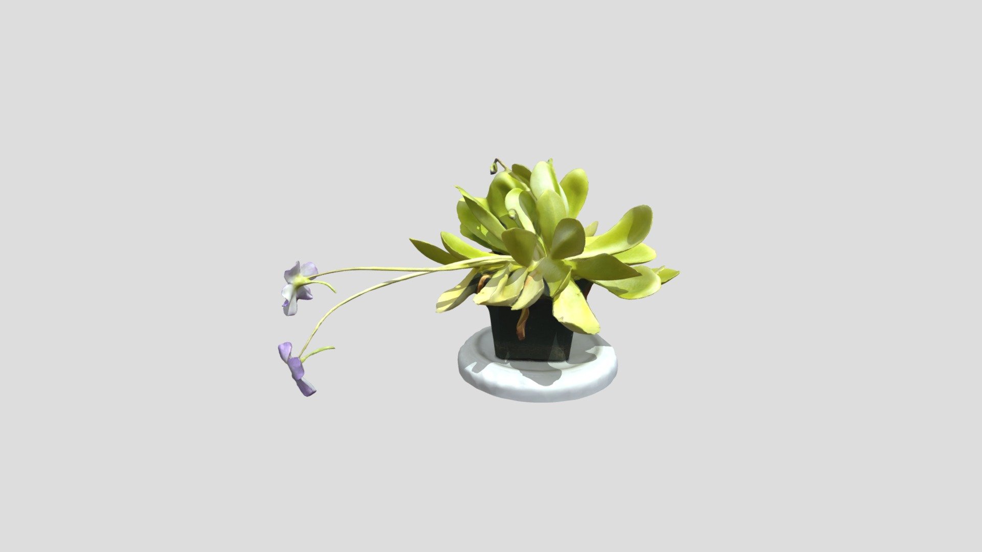 Ping One Ping Only - Download Free 3D model by scbenoit [c4d4db1 ...