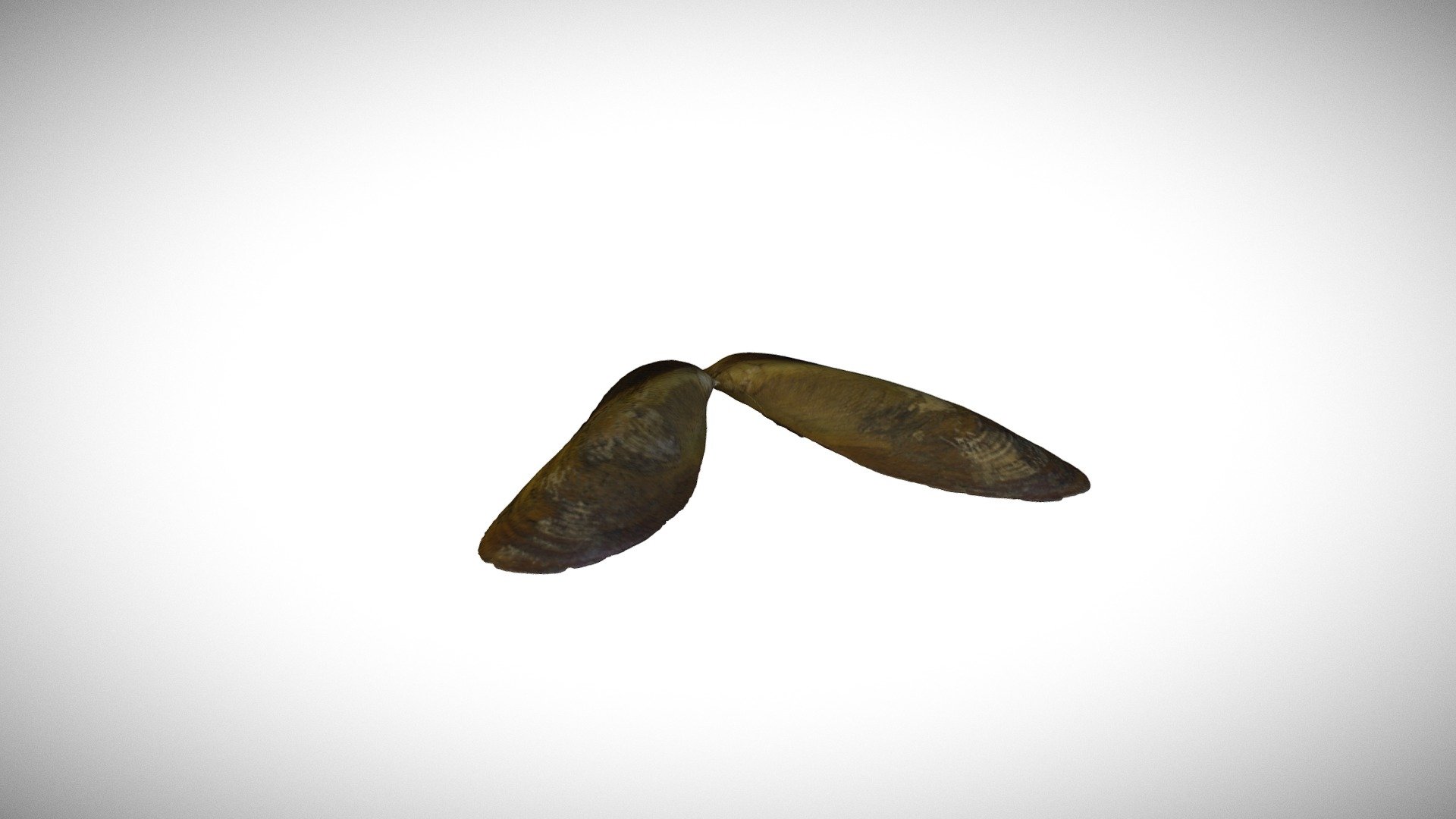 Modiolus rectus / CASIZ 162213 - 3D model by California Academy of ...