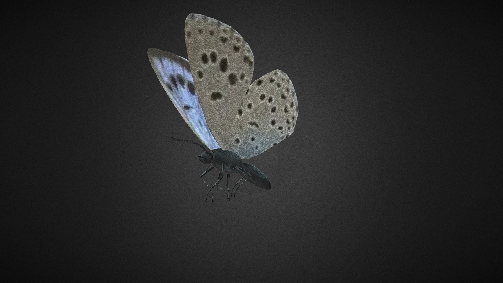 Xerces blue - Download Free 3D model by butterflybliss (@ZorDob ...