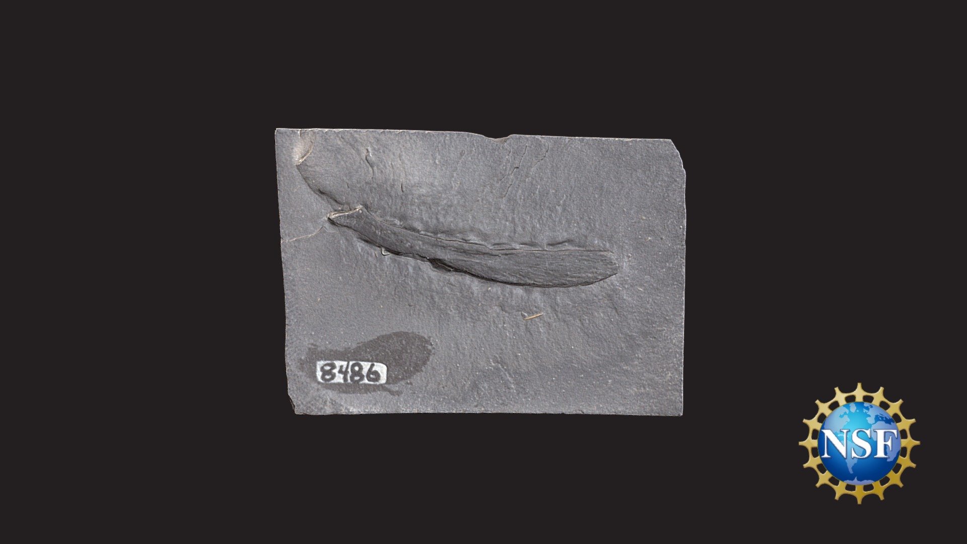 CMNH 8486 Micro Arthrodire Infragnathal - 3D model by Cleveland Museum ...