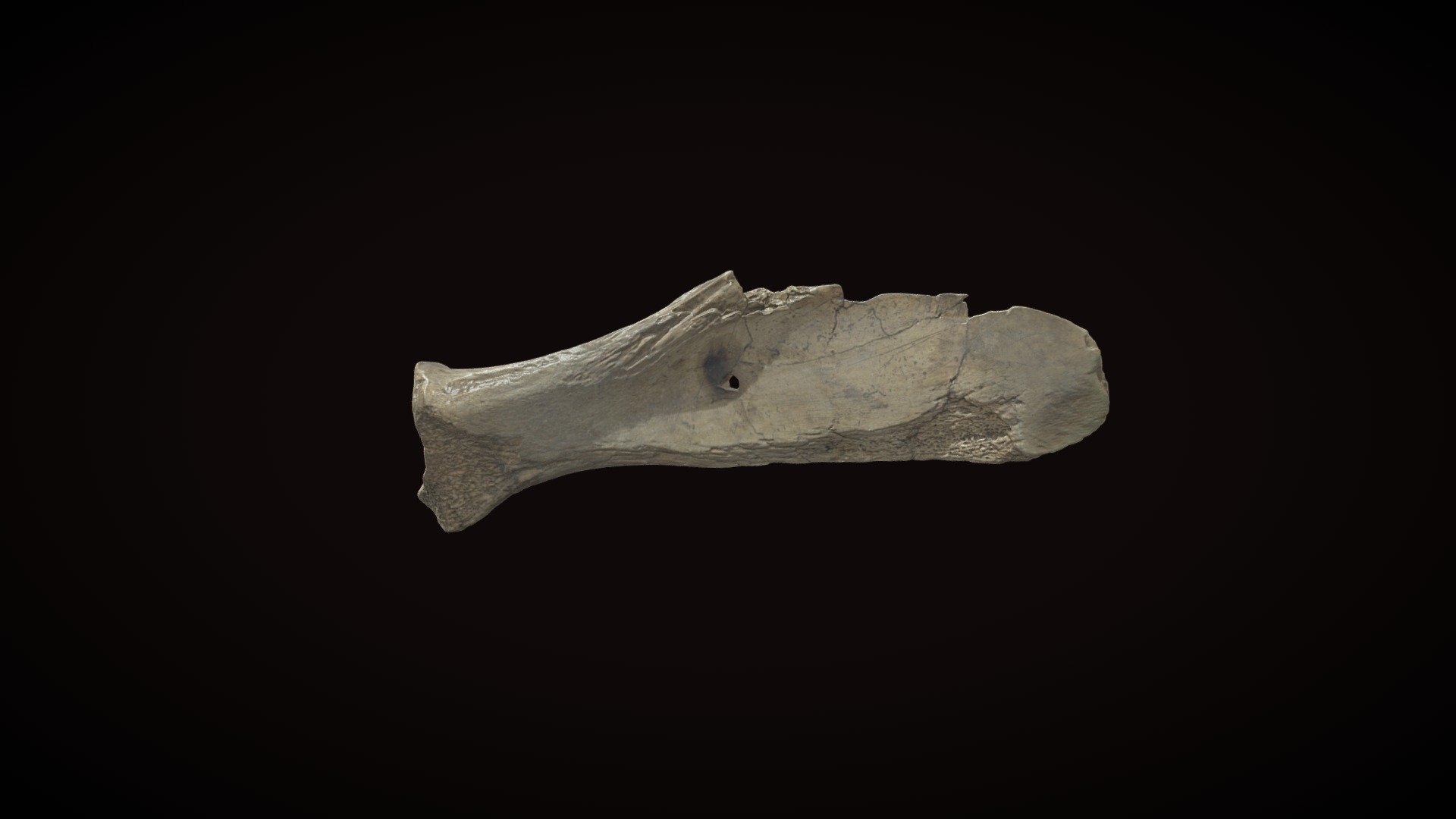 Bison Scapula Hoe (13ML128) - Download Free 3D model by iowaarchaeology ...