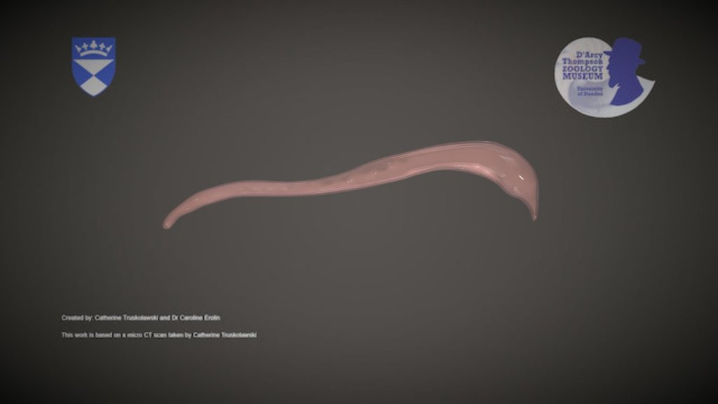 Blaschka Glass Model of a Syllid Worm - Download Free 3D model by ...