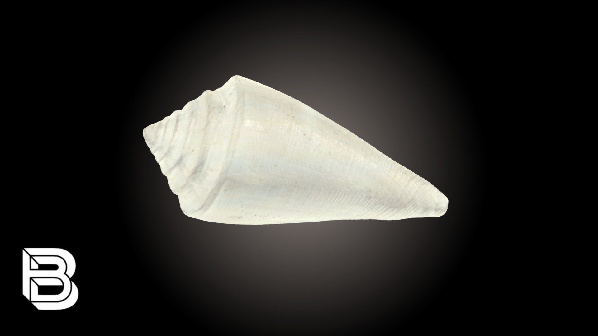 Cone Snail Shell Fossil - 3D model by The Bishop Museum of Science and ...