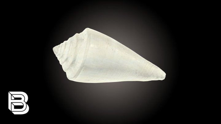 Cone-snail 3D models - Sketchfab