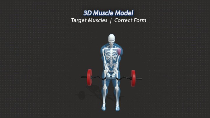 Deltoid 3D models - Sketchfab