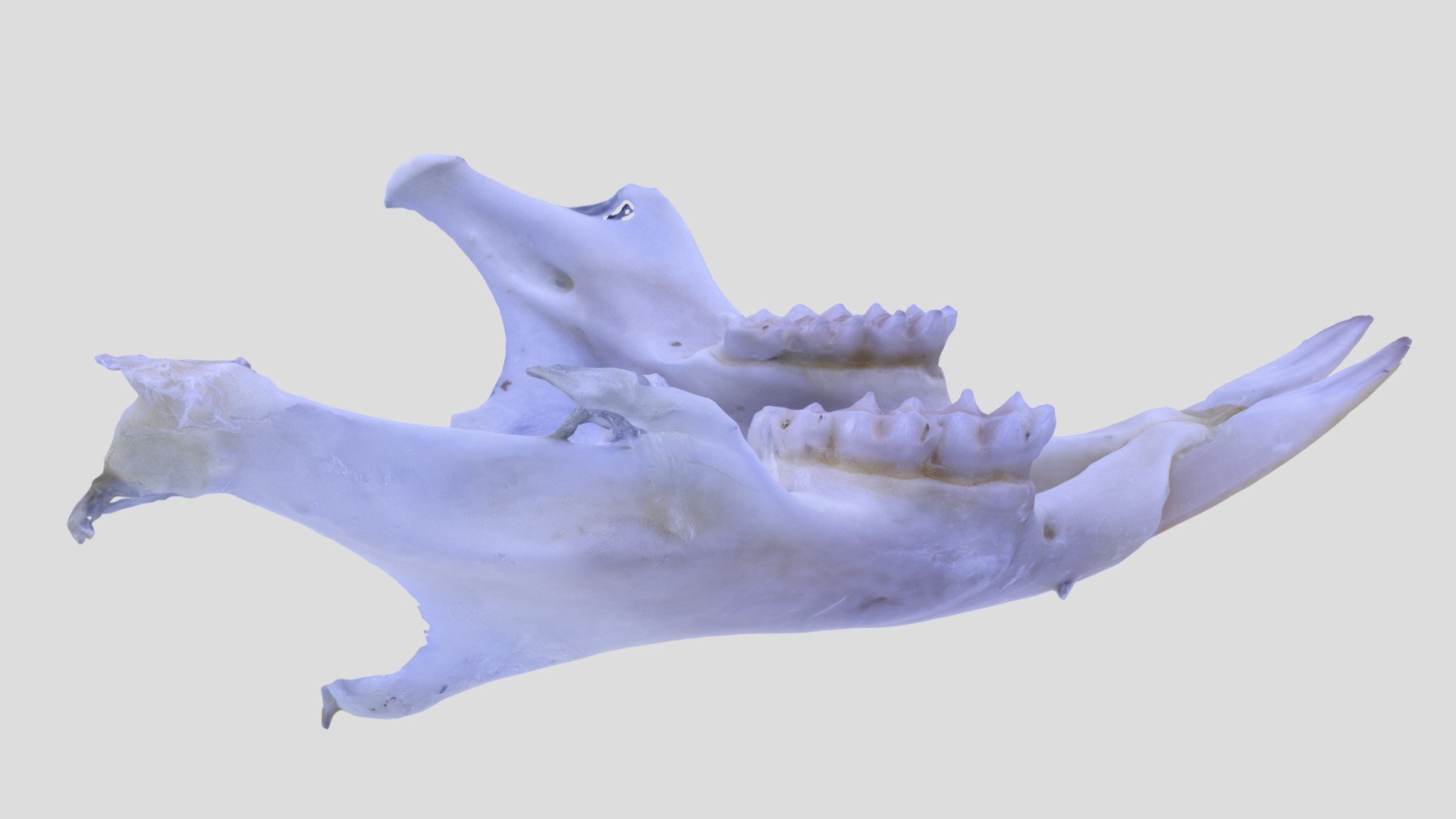 UWYMV:Mamm:3453, P. maniculatus, Mandible - Download Free 3D model by ...