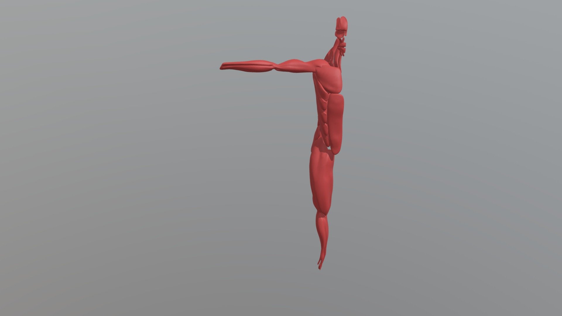Muscle - 3D model by JChoi777 (@asdasdas333222) [c4f634b] - Sketchfab