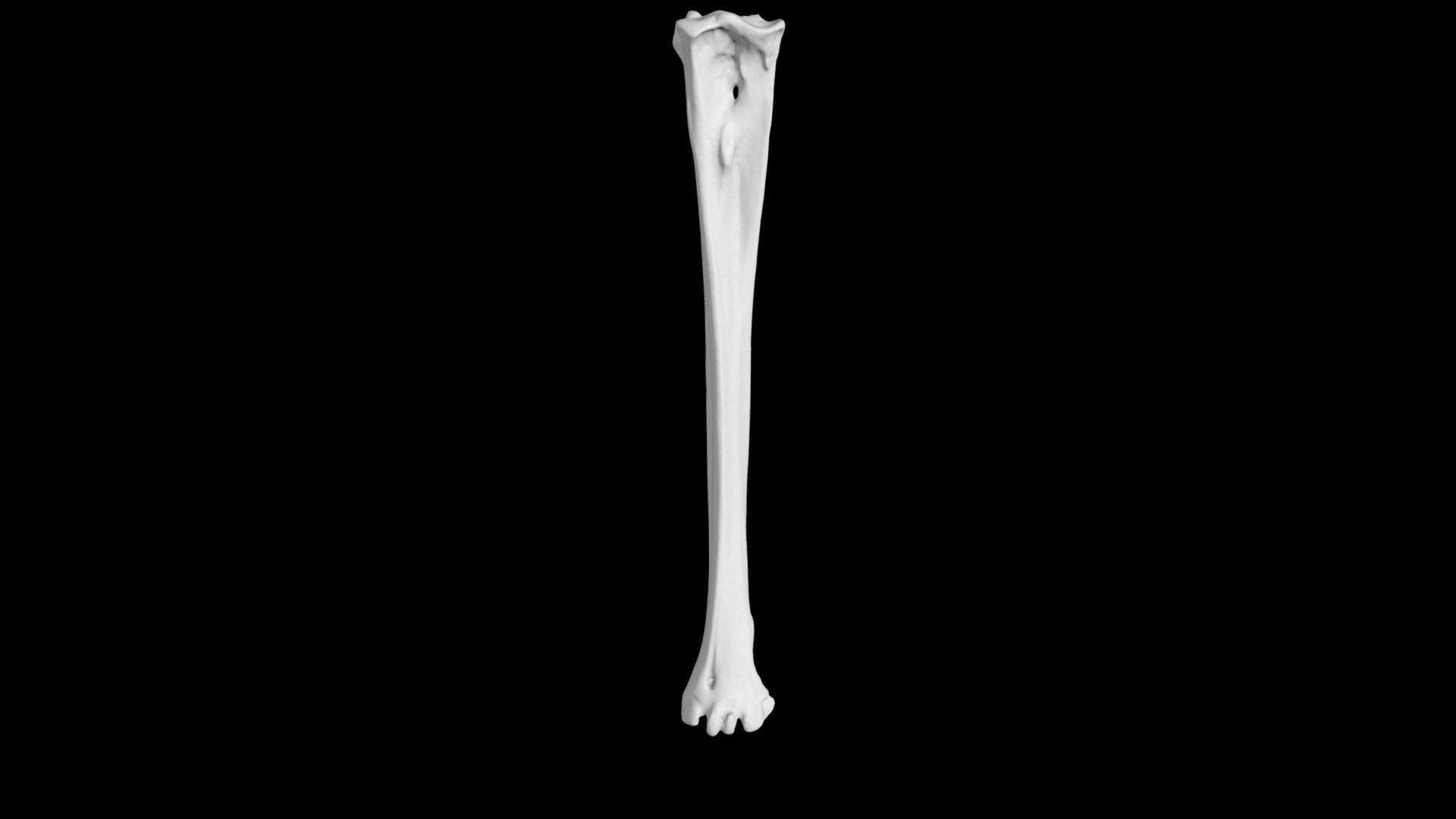 Eyles' harrier (C. teauteensis ) tarsometatarsus - 3D model by Auckland ...