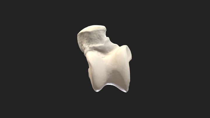 Talus 3D models - Sketchfab