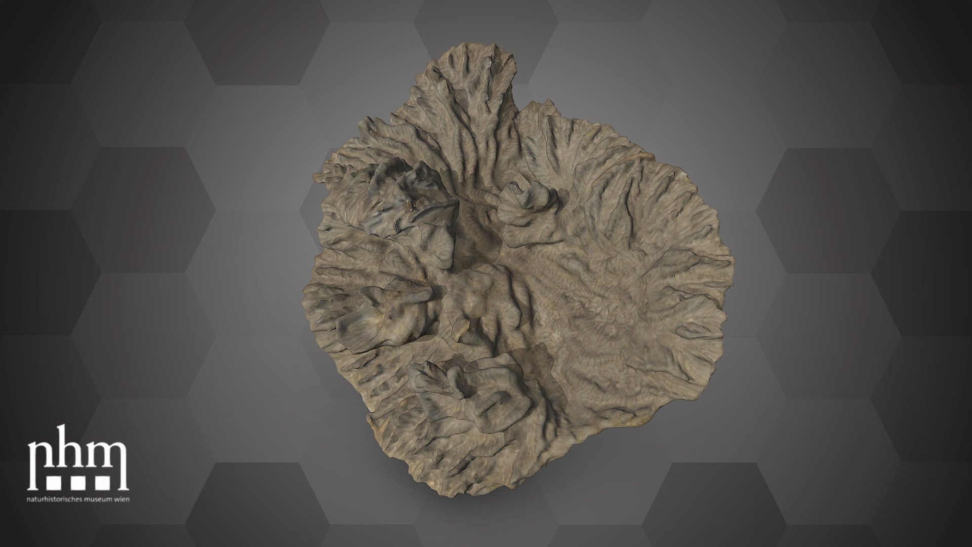 Merulina ampliata (NHMW-Zoo3-EV15372) - Download Free 3D model by ...