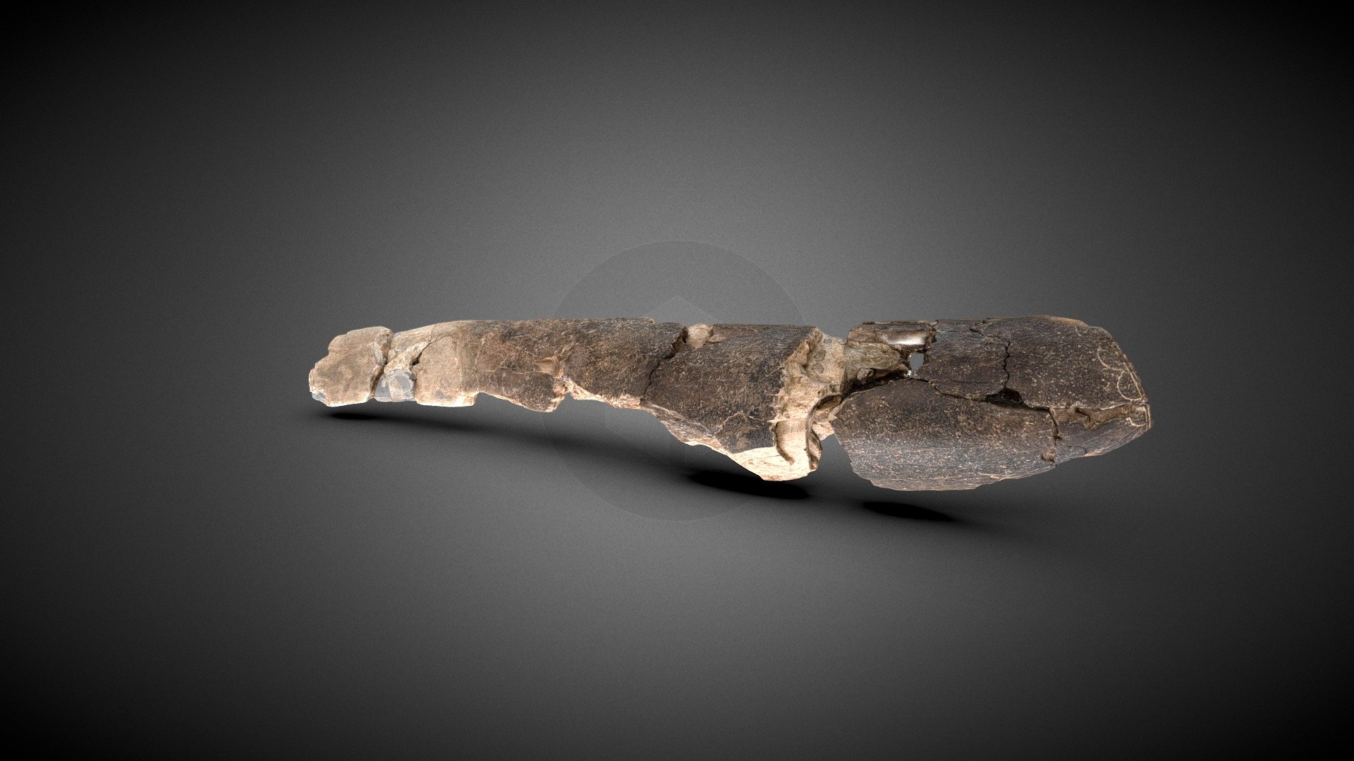 Ivory Harp Neck - 3D model by Moshe Caine (@moshecaine) [c50d431 ...