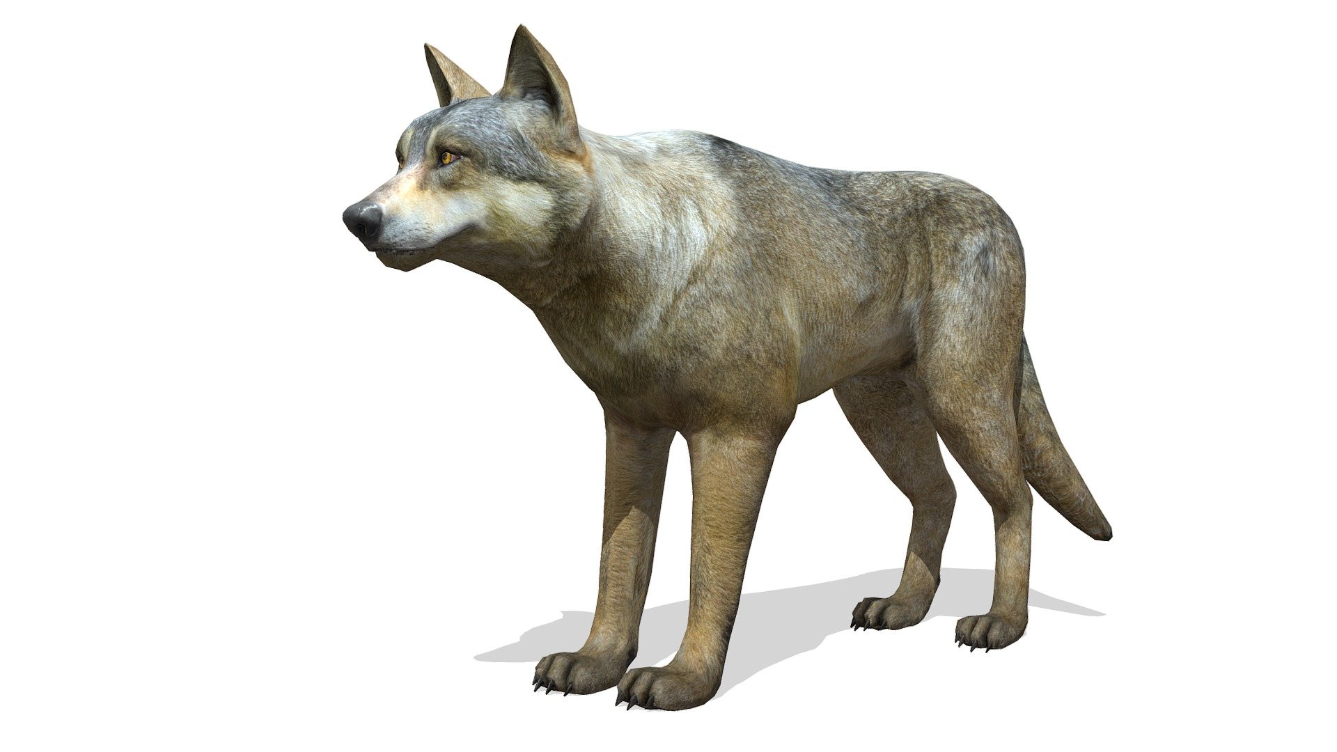 Wolf Male - Buy Royalty Free 3D model by RedDeer (@billl90) [c51c054 ...