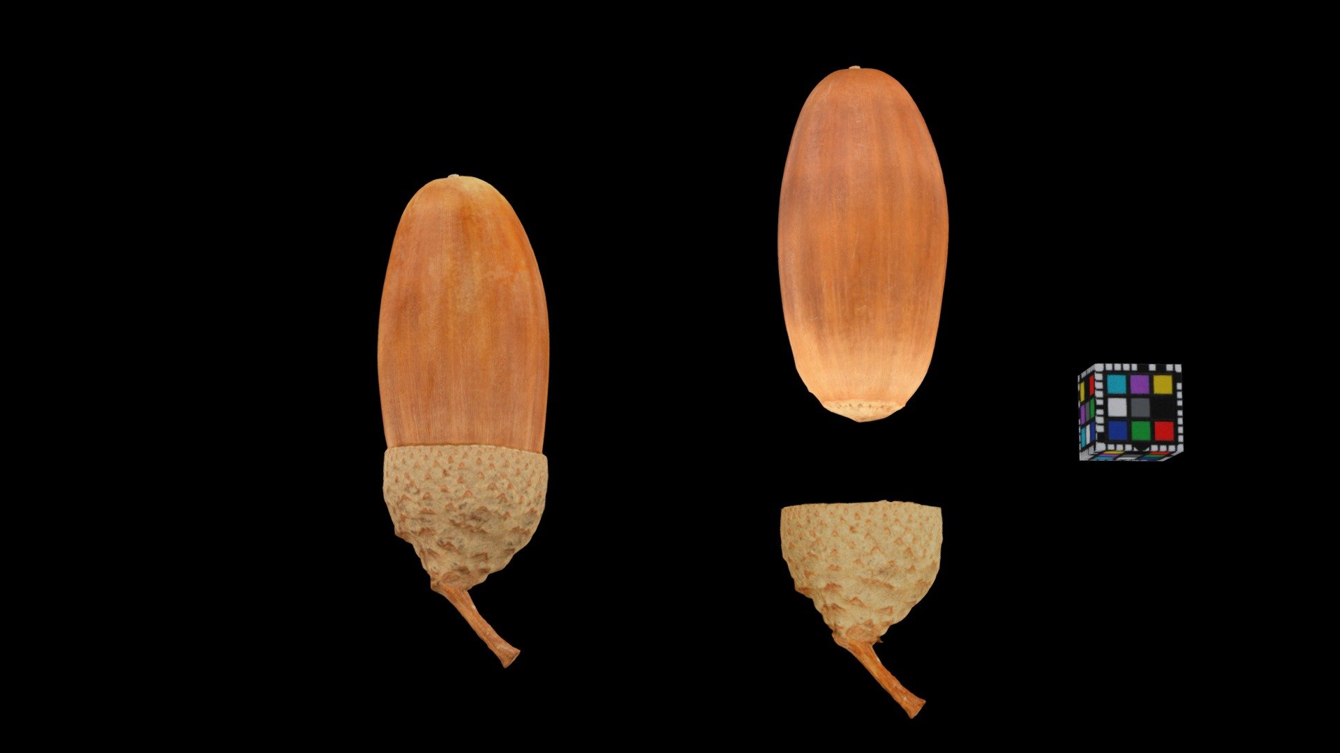 CC0 コナラ Konara Oak, Quercus serrata - Download Free 3D model by ffish ...