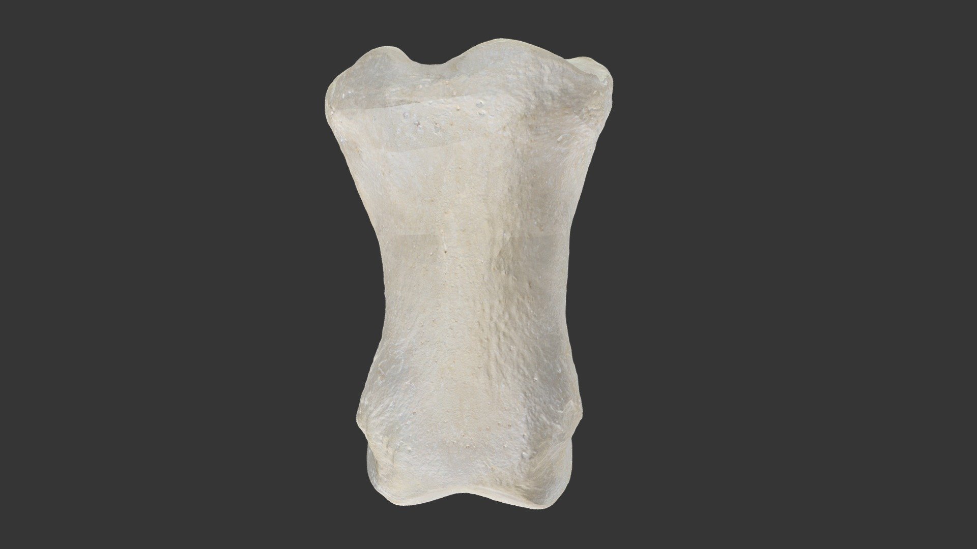 Caballo: Falange proximal - 3D model by PaleoLab-ULE [c52d369] - Sketchfab