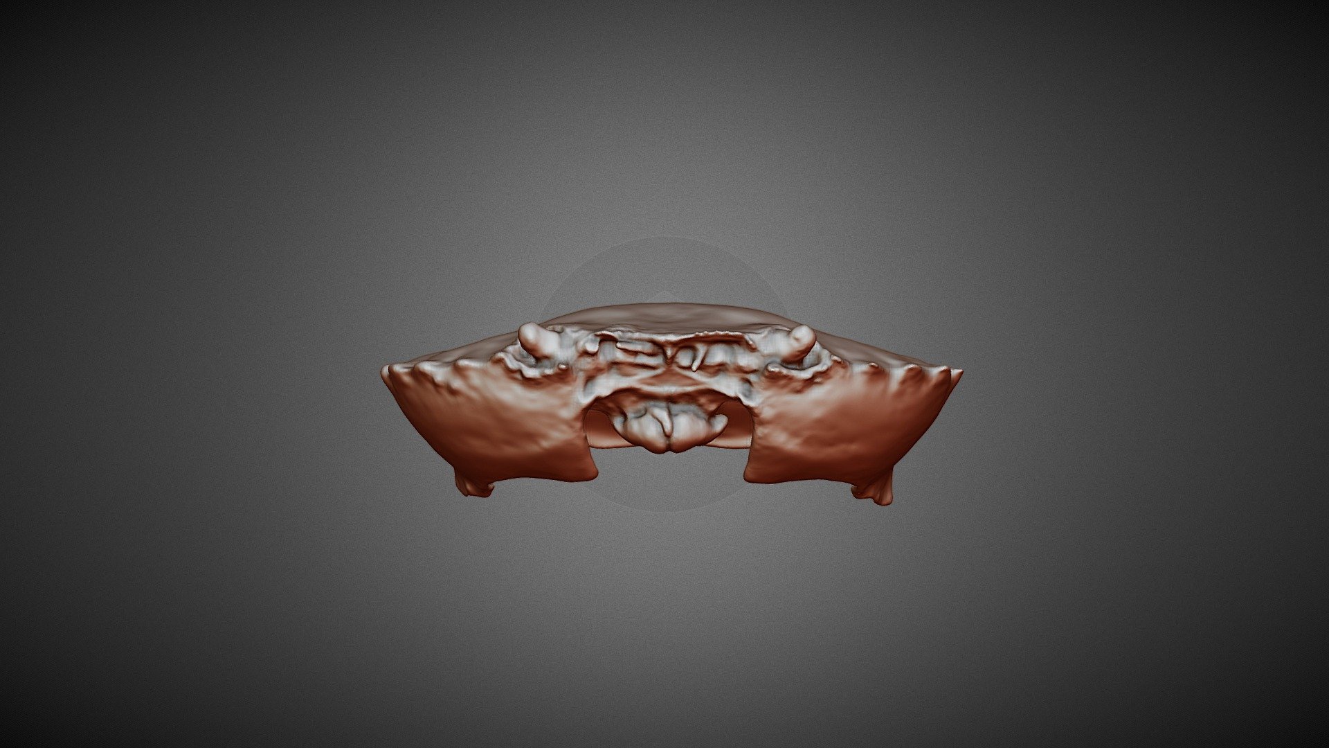 Carapace of a Velvet Swimmer Crab, Necora puber - Download Free 3D ...