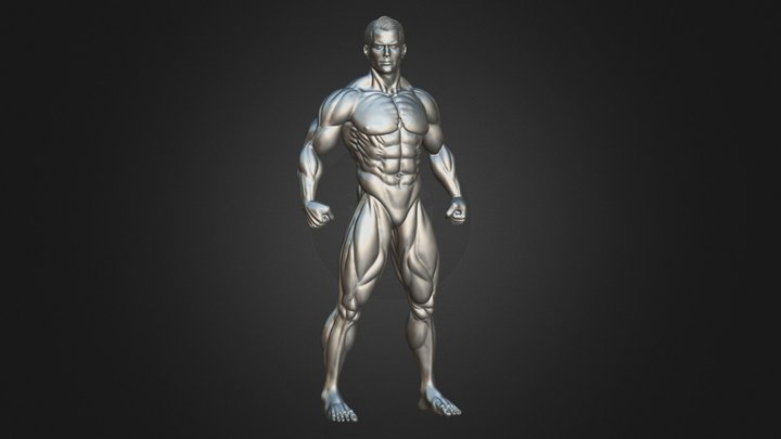 Muscular-body 3D models - Sketchfab