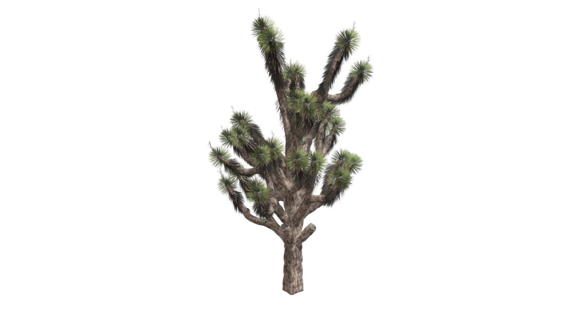 Joshua Tree #03 - Buy Royalty Free 3D model by meshshape [c542aad ...