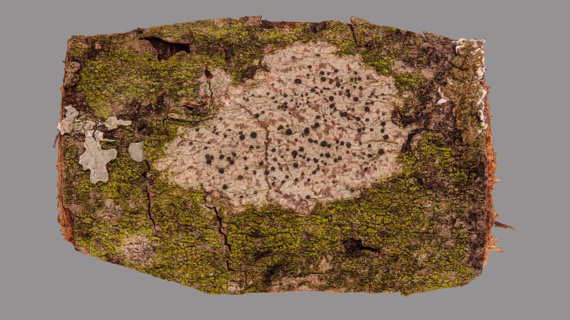 Buellia disciformis - 3D model by VirNat [c542f47] - Sketchfab